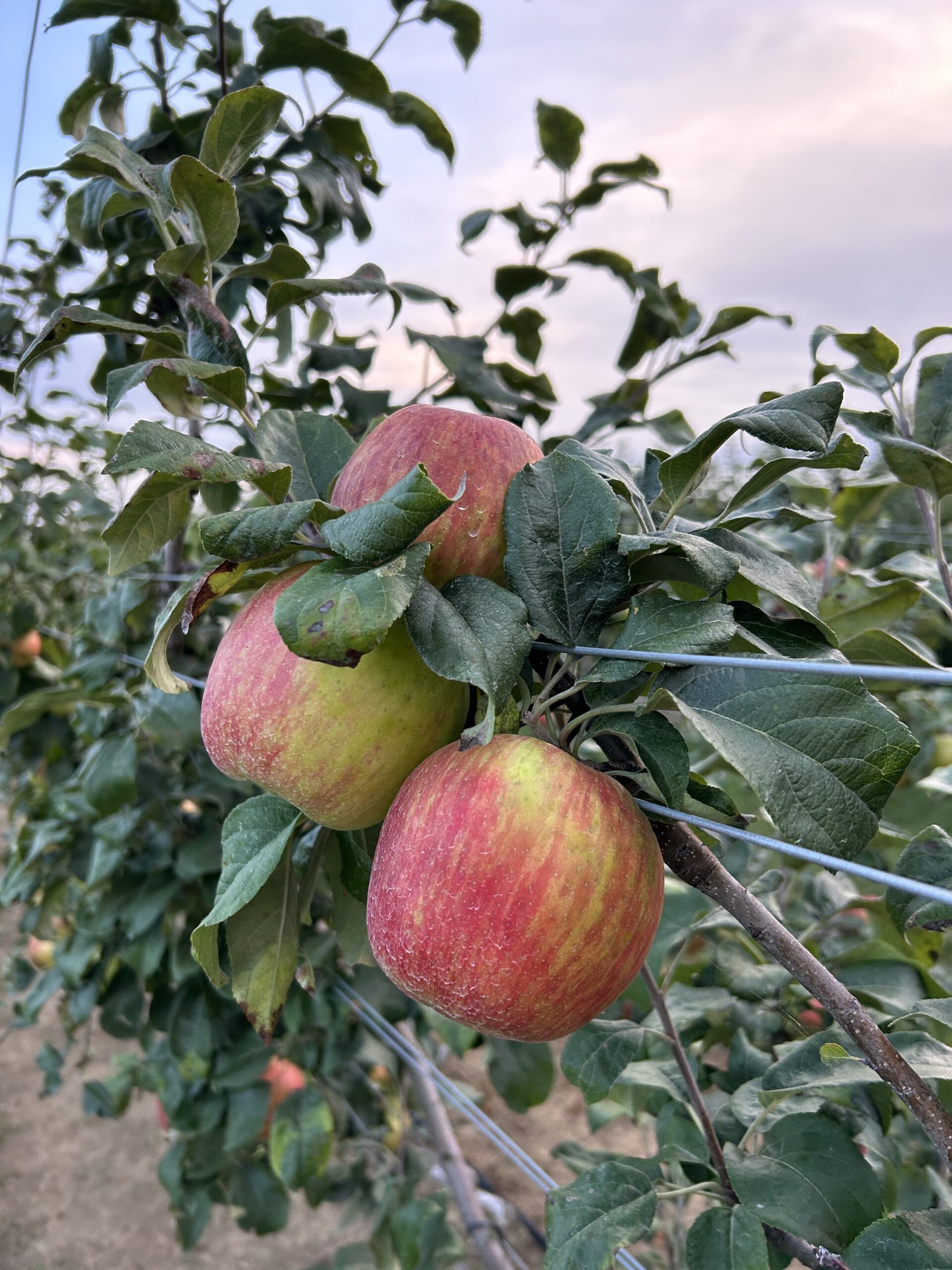Southside Sips: Fresno's Apple Cider Mezcalita | Southforker