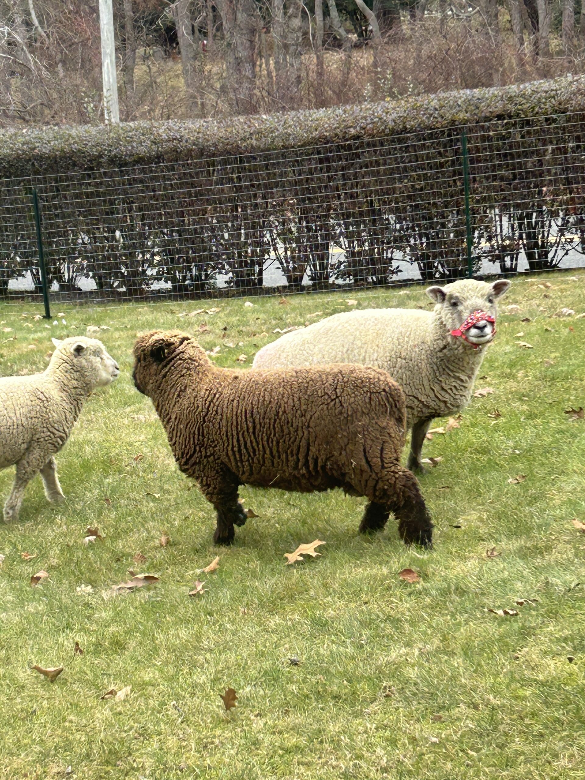 Pleased to meet ewe! Lambs roam at Ram's Head Inn | Southforker